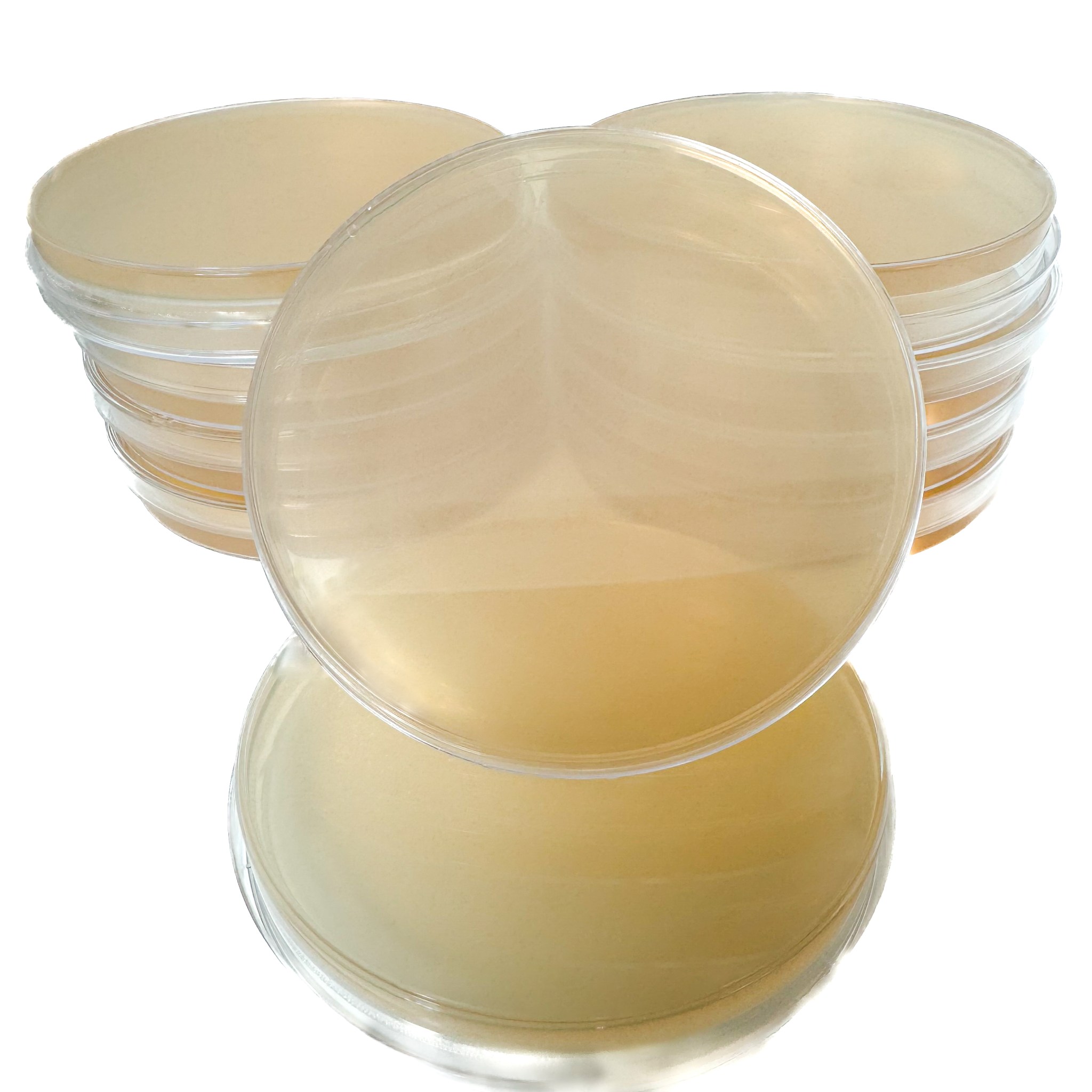 Easy Agar Premix - Malt Extract Agar Bulk (500 G) Save Big