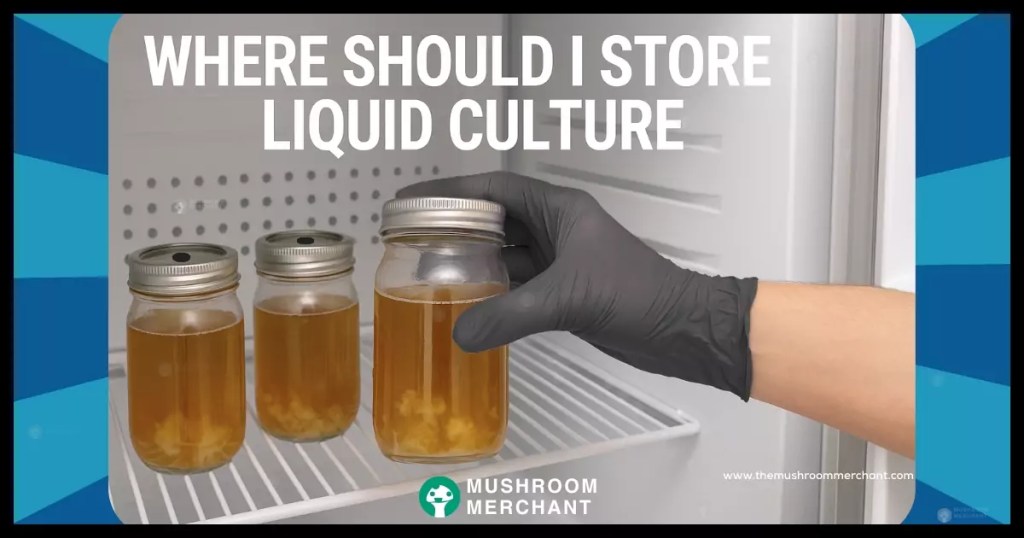 Where Should I Store Liquid Culture? - Mushroom Merchant