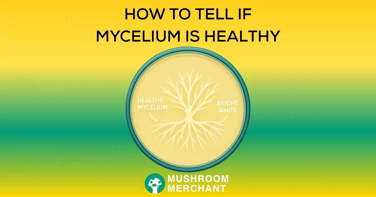 How To Tell If Mycelium Is Healthy - Mushroom Merchant