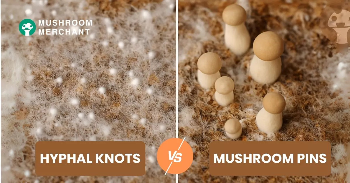 Hyphal Knots Vs. Mushroom Pins: What Is The Difference?